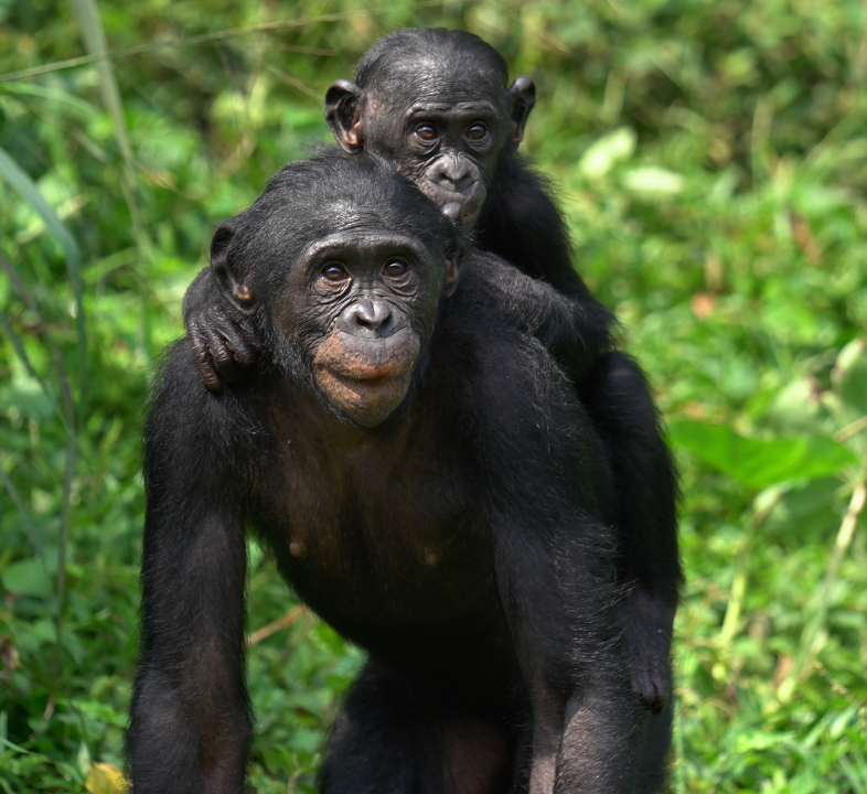 Friends of Bonobos