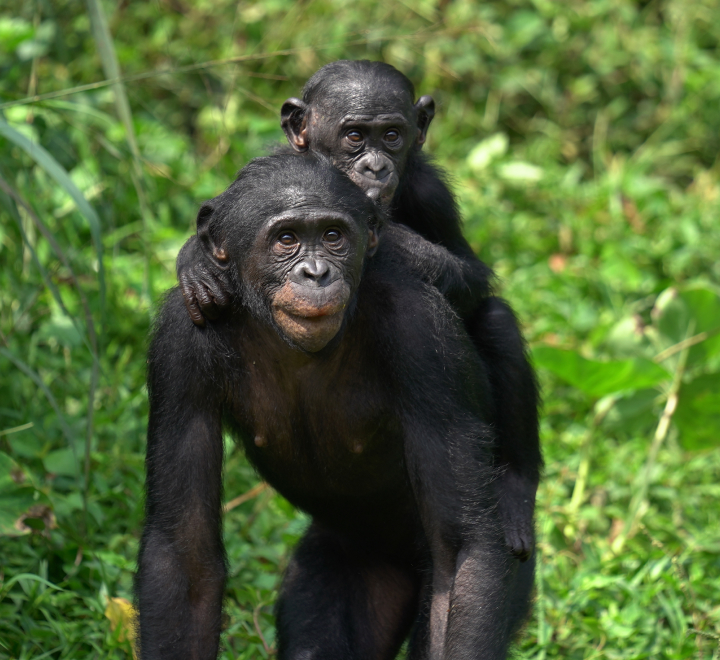 Friends of Bonobos