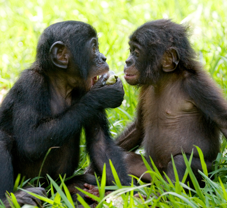 Friends of Bonobos