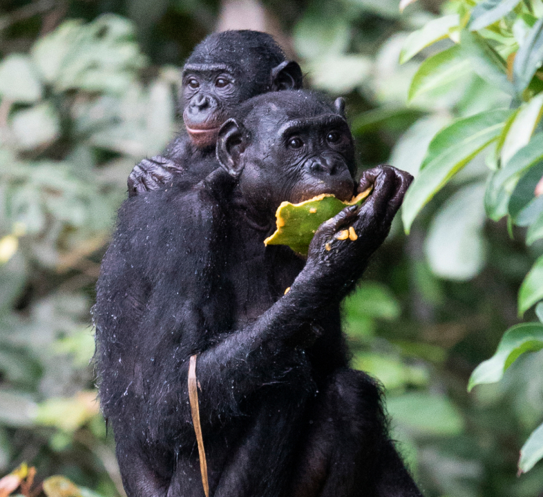 Friends of Bonobos